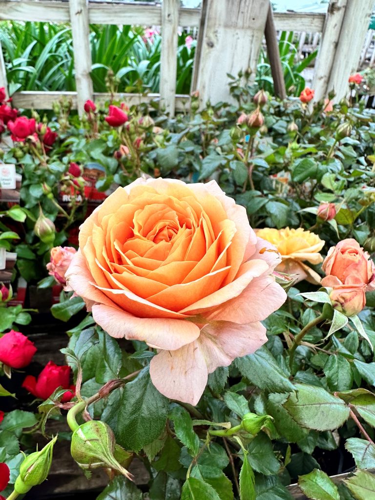 Patio Roses – New Leaf Plant Centre