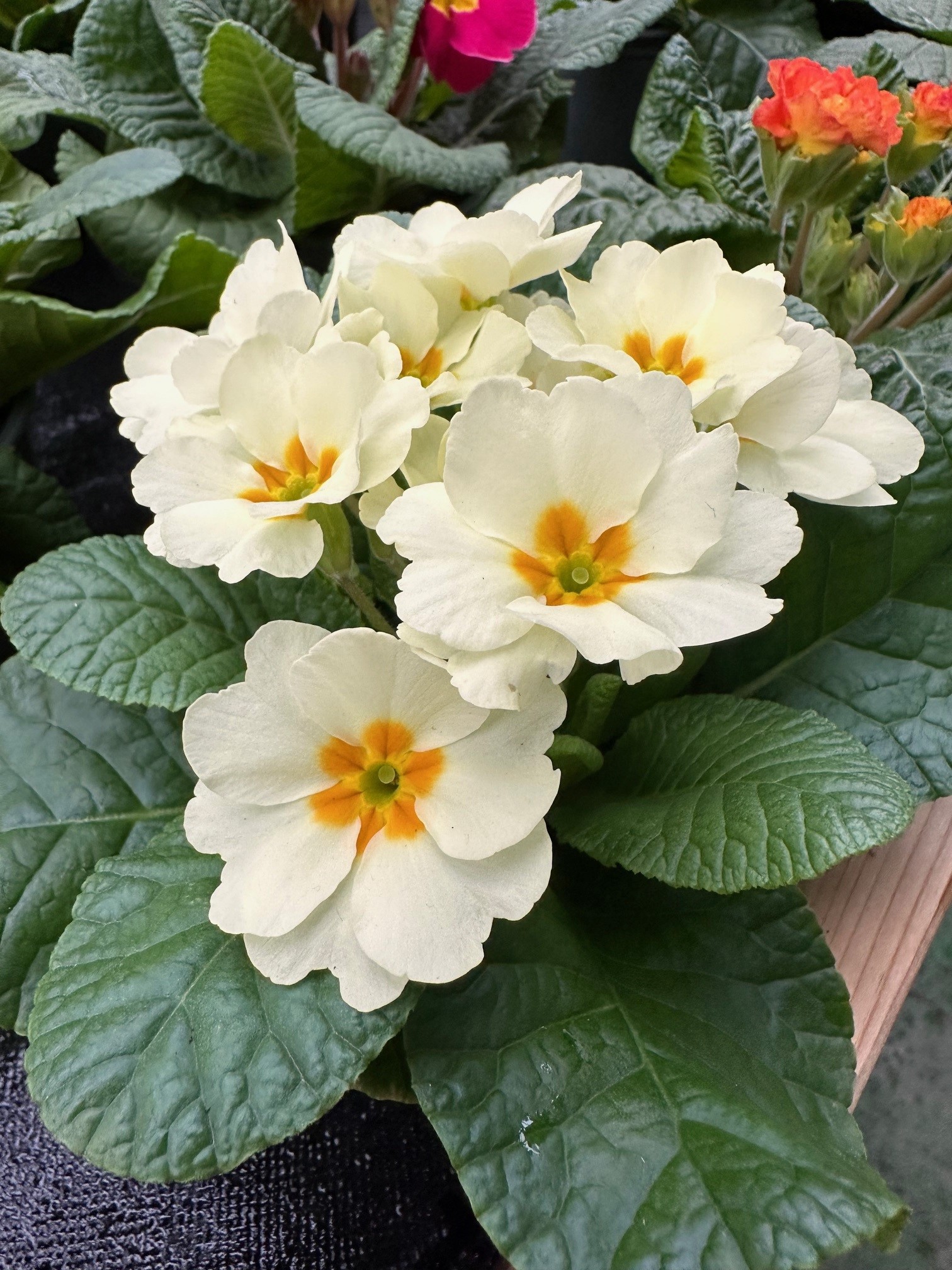 Primula – New Leaf Plant Centre